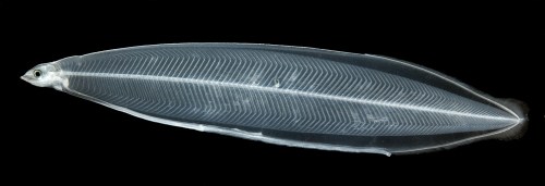 Eel, Pie and Mash | British Food: A History