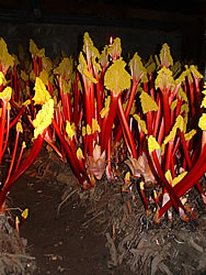 The Rhubarb Triangle | British Food: A History