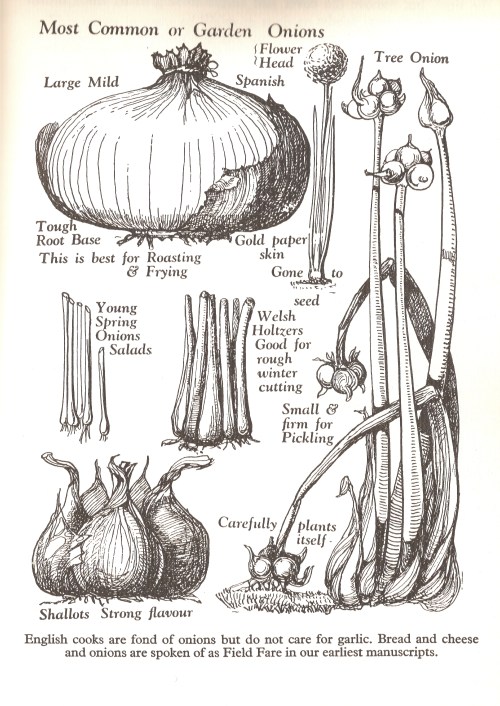 Know Your Onions | British Food: A History