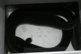 Preparing, Sourcing & Cooking Eel | British Food: A History