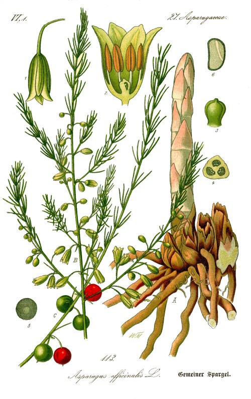Asparagus | British Food: A History