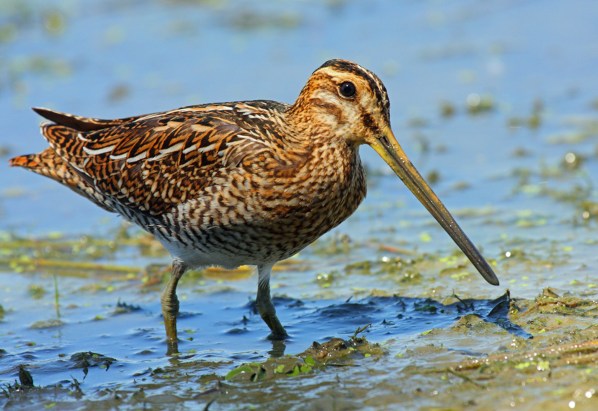 Snipe | British Food: A History