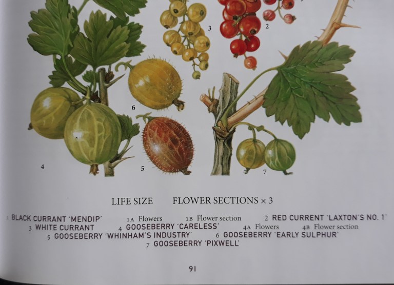 Gooseberries | British Food: A History