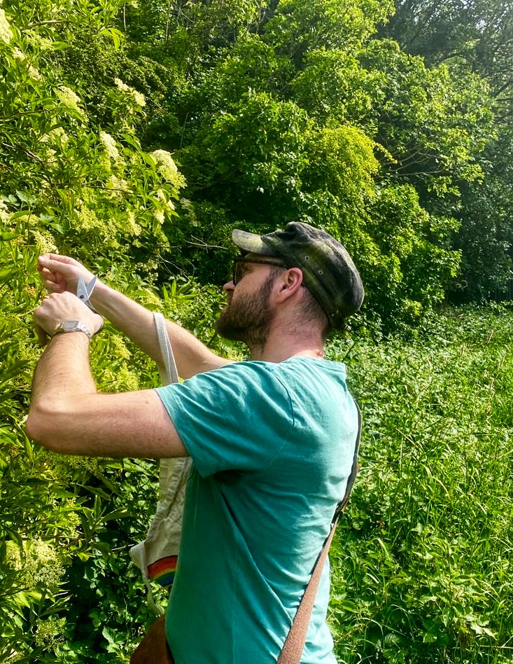 Elderflowers | British Food: A History